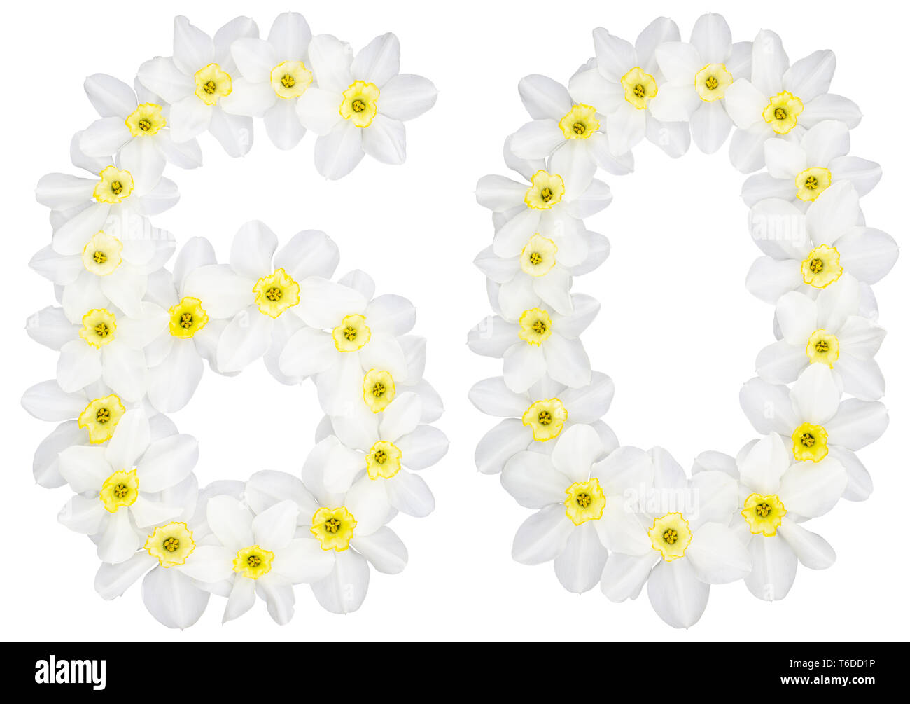 Numeral 60, sixty, from natural white flowers of Daffodil (narcissus ...