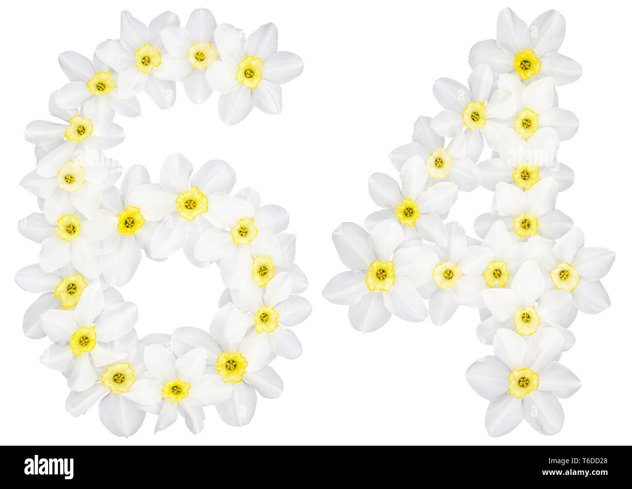 Numeral 64, sixty four, from natural white flowers of Daffodil ...