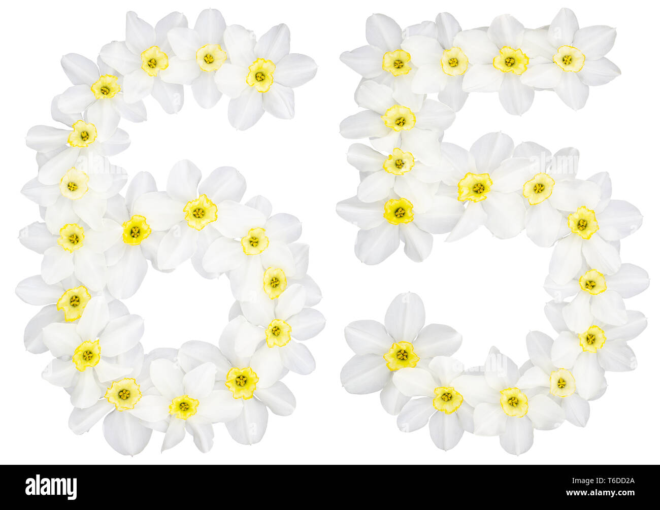Numeral 65, sixty five, from natural white flowers of Daffodil ...