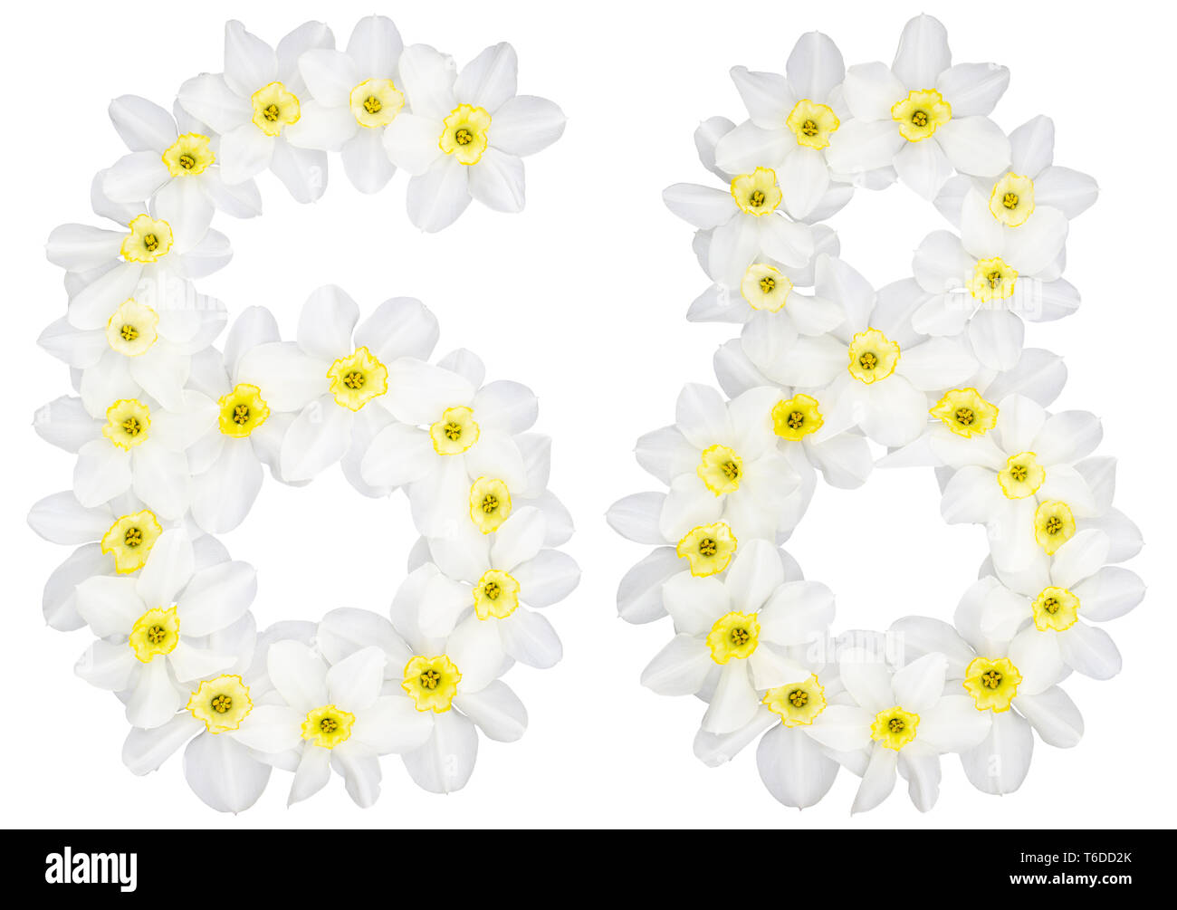 Numeral 68, sixty eight, from natural white flowers of Daffodil ...