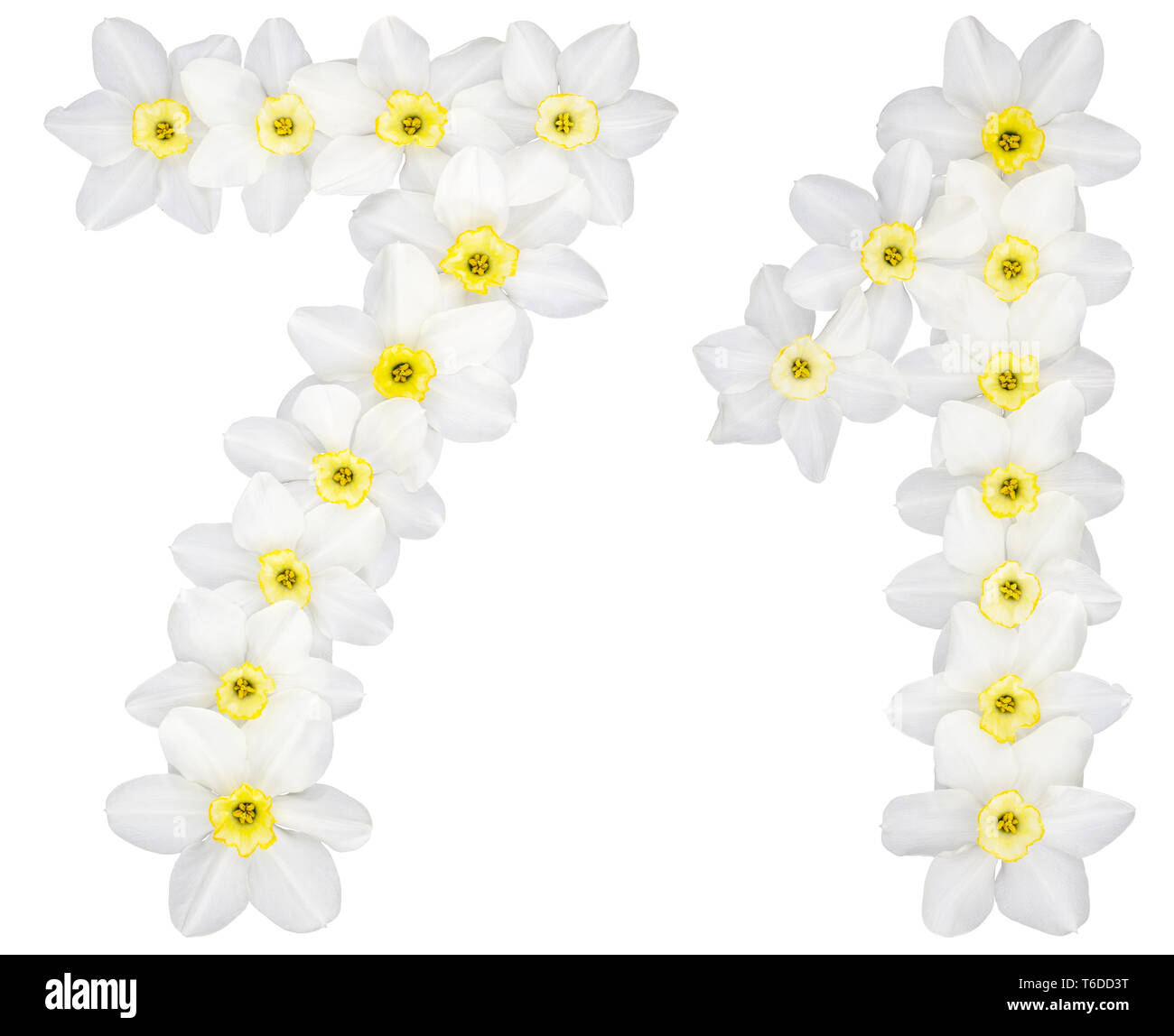 Numeral 71, seventy one, from natural white flowers of Daffodil ...