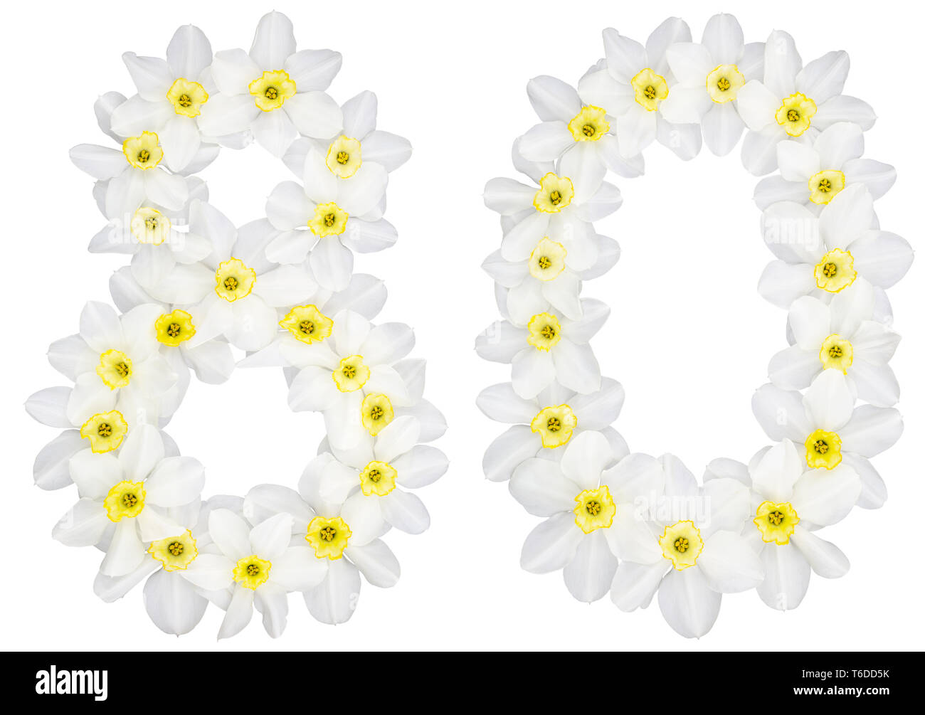 Numeral 80, eighty, from natural white flowers of Daffodil (narcissus ...