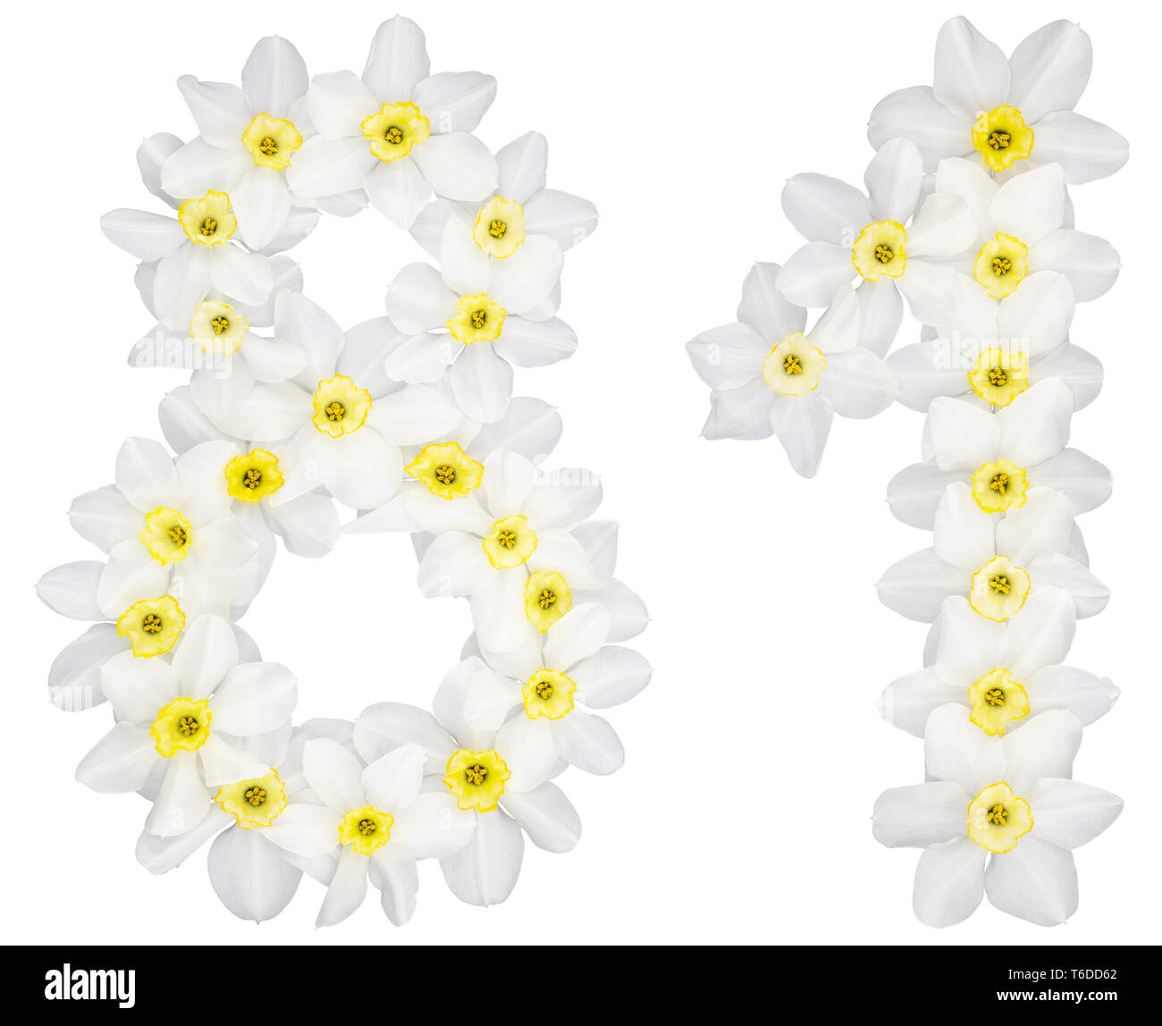 Numeral 81, eighty one, from natural white flowers of Daffodil ...