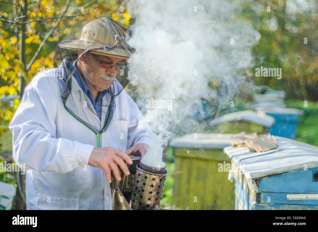 senior apiarist making inspection in apiary in the summertime Stock ...