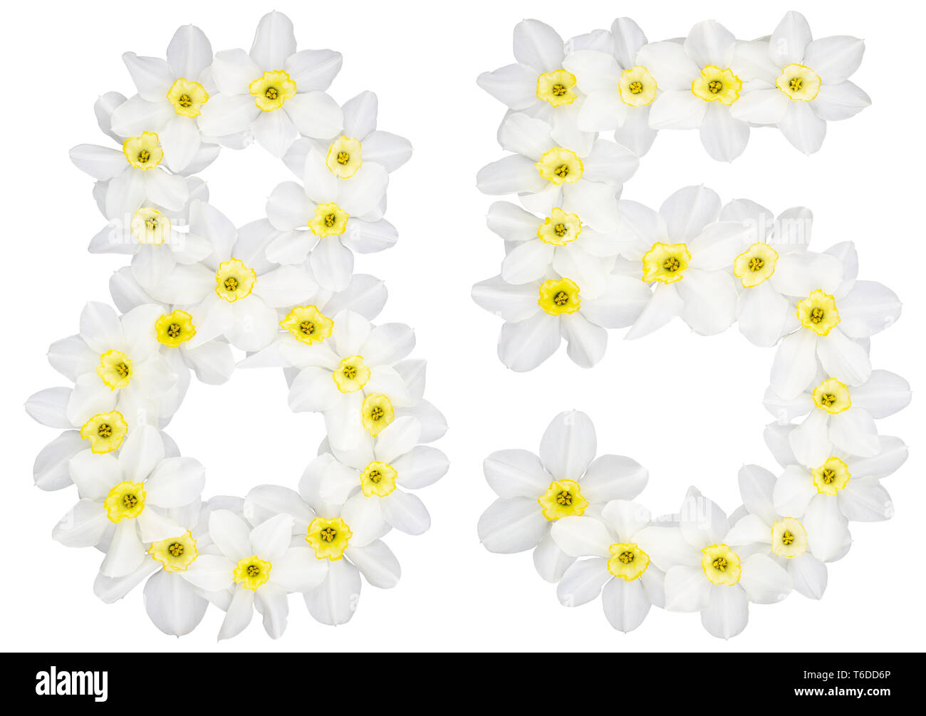 Numeral 85, eighty five, from natural white flowers of Daffodil ...