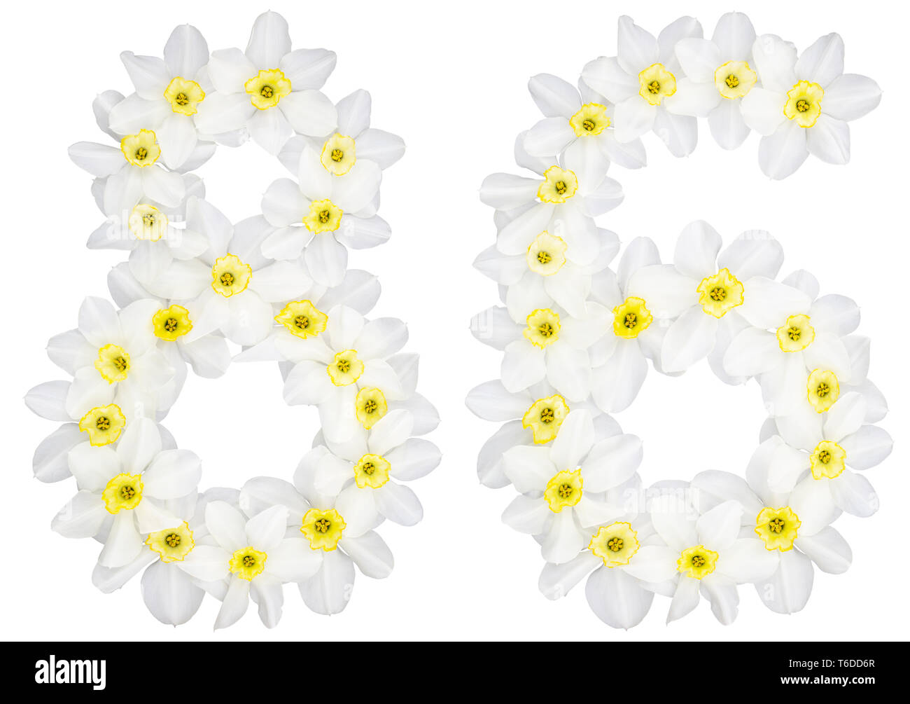 Numeral 86, eighty six, from natural white flowers of Daffodil ...