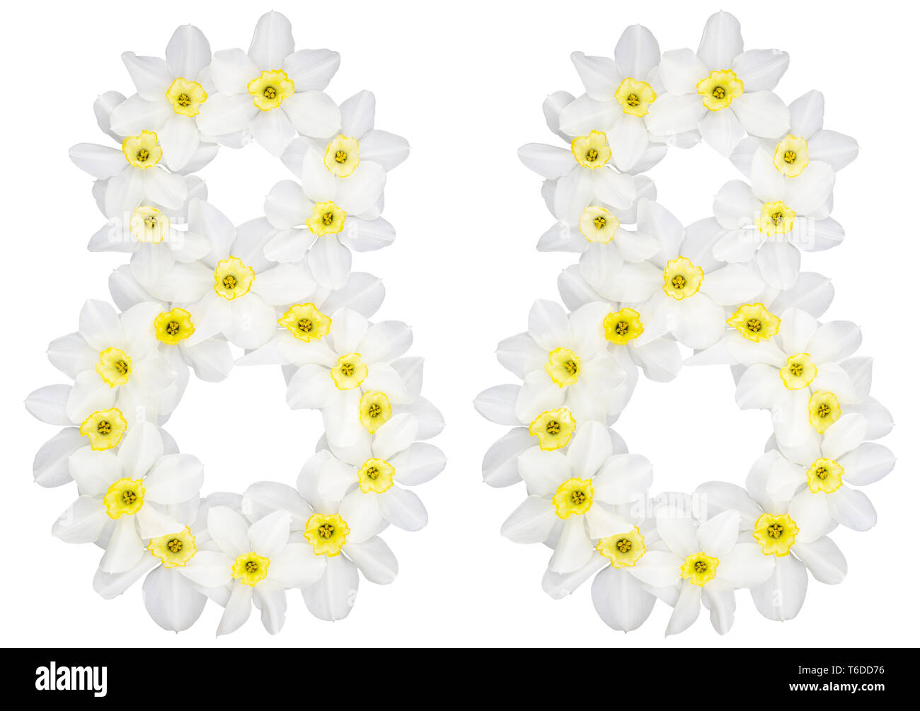 Numeral 88, eighty eight, from natural white flowers of Daffodil ...