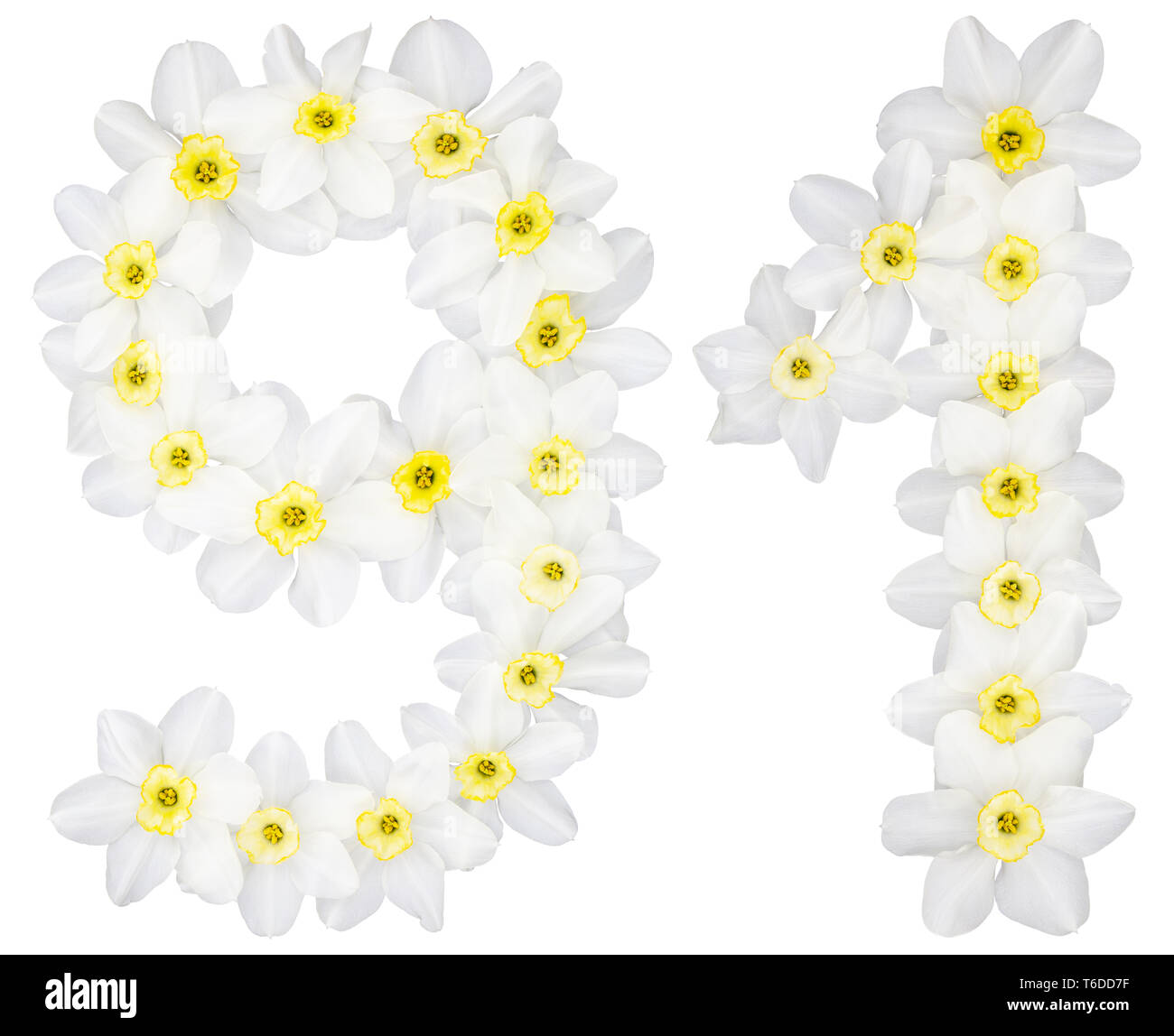 Numeral 91, ninety one, from natural white flowers of Daffodil ...