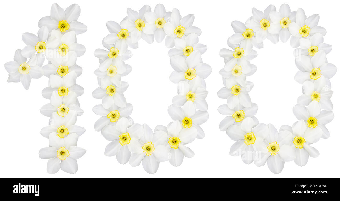 Numeral 100, one hundred, from natural white flowers of Daffodil ...