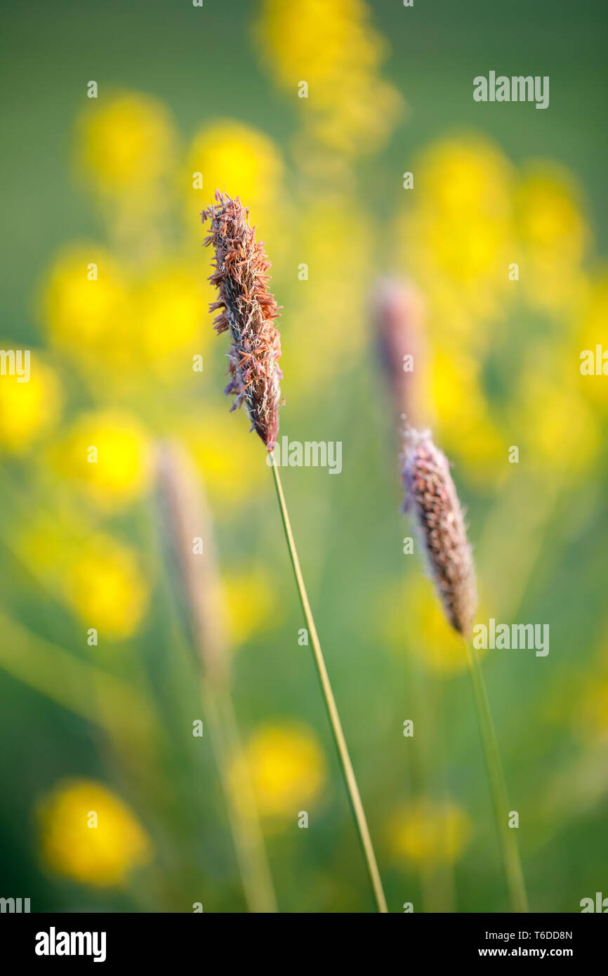 spring background with grass on meadow Stock Photo - Alamy