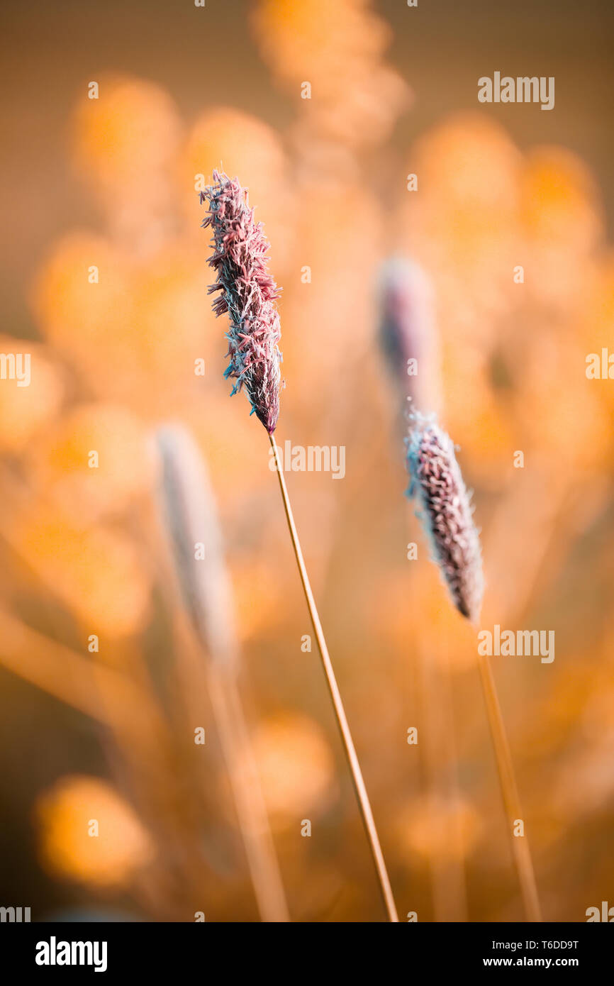 spring background with grass on meadow Stock Photo - Alamy