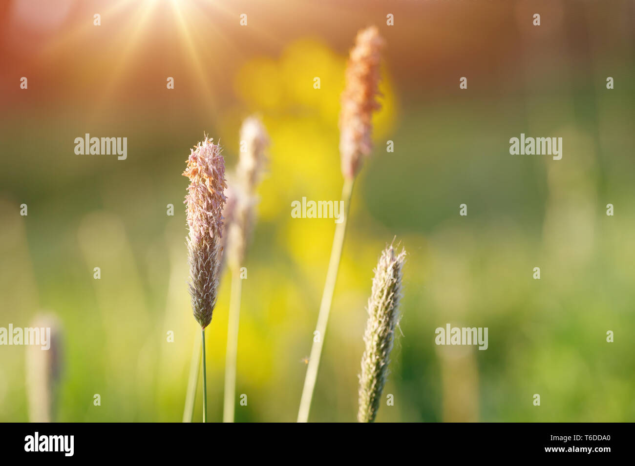 spring background with grass on meadow Stock Photo - Alamy