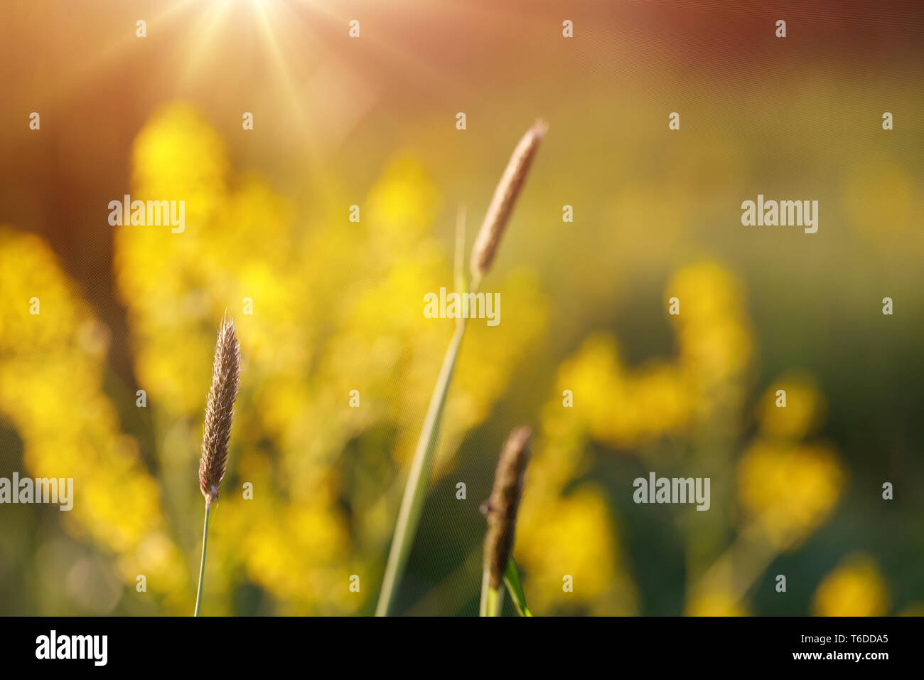 spring background with grass on meadow Stock Photo - Alamy