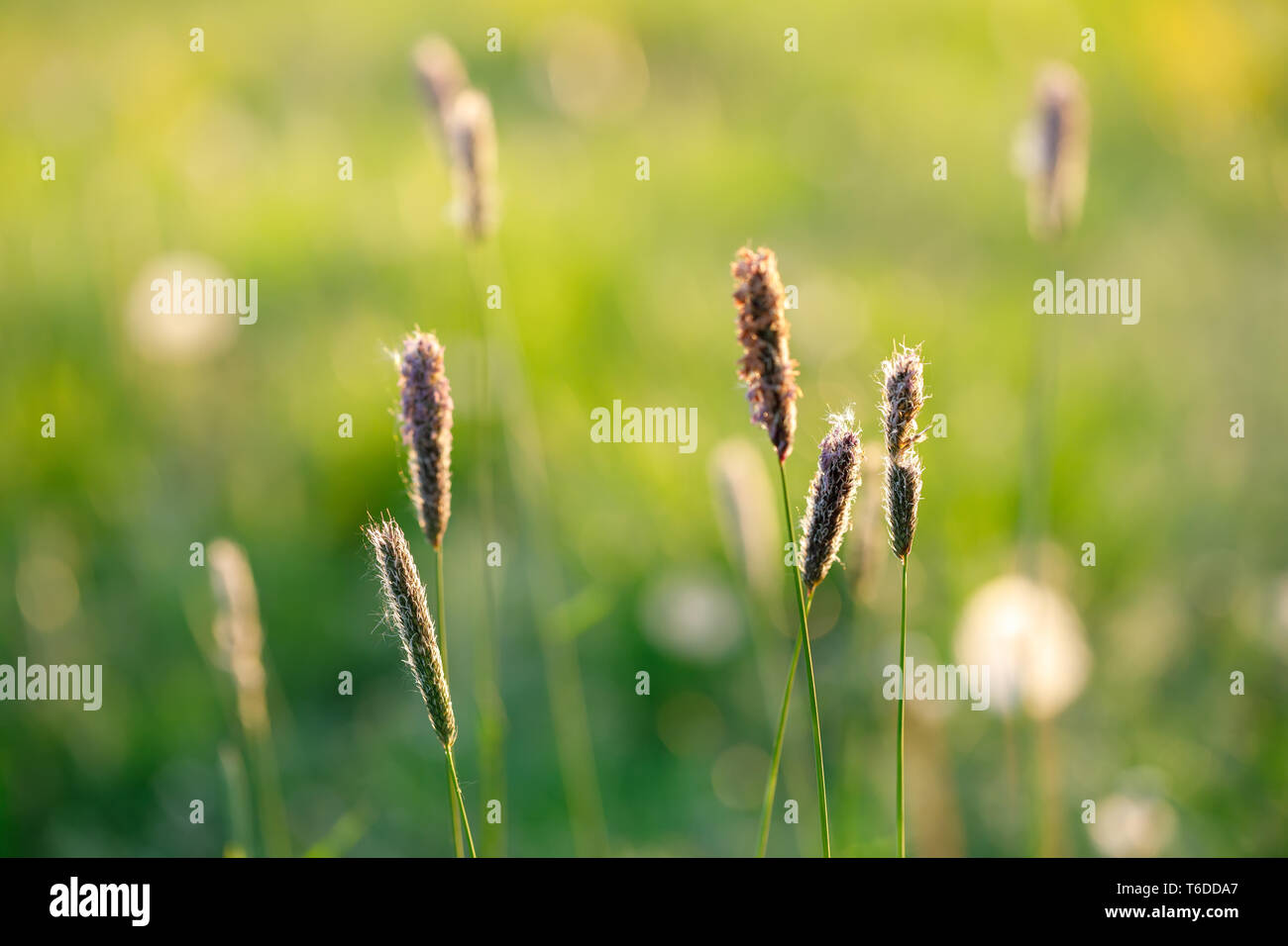 spring background with grass on meadow Stock Photo - Alamy