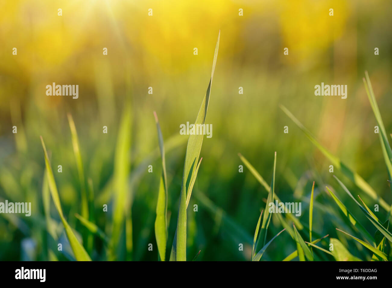 spring background with grass on meadow Stock Photo - Alamy