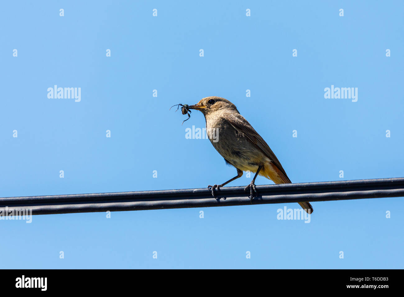 Insect in beak hi-res stock photography and images - Alamy
