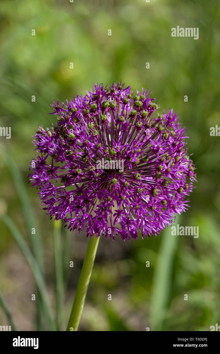 Ornamental lily hi-res stock photography and images - Alamy
