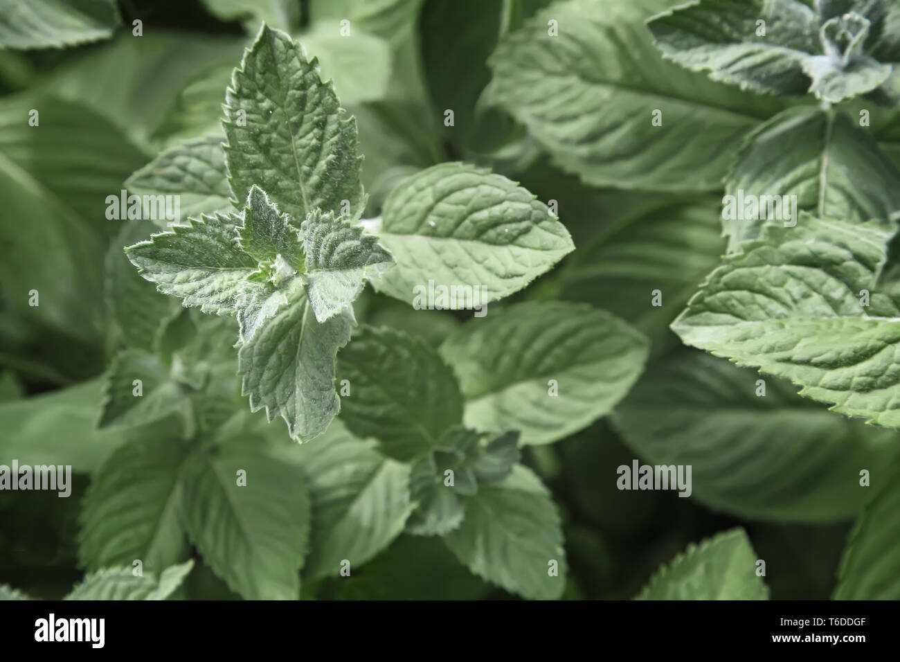Mint is a medicinal plant Stock Photo - Alamy