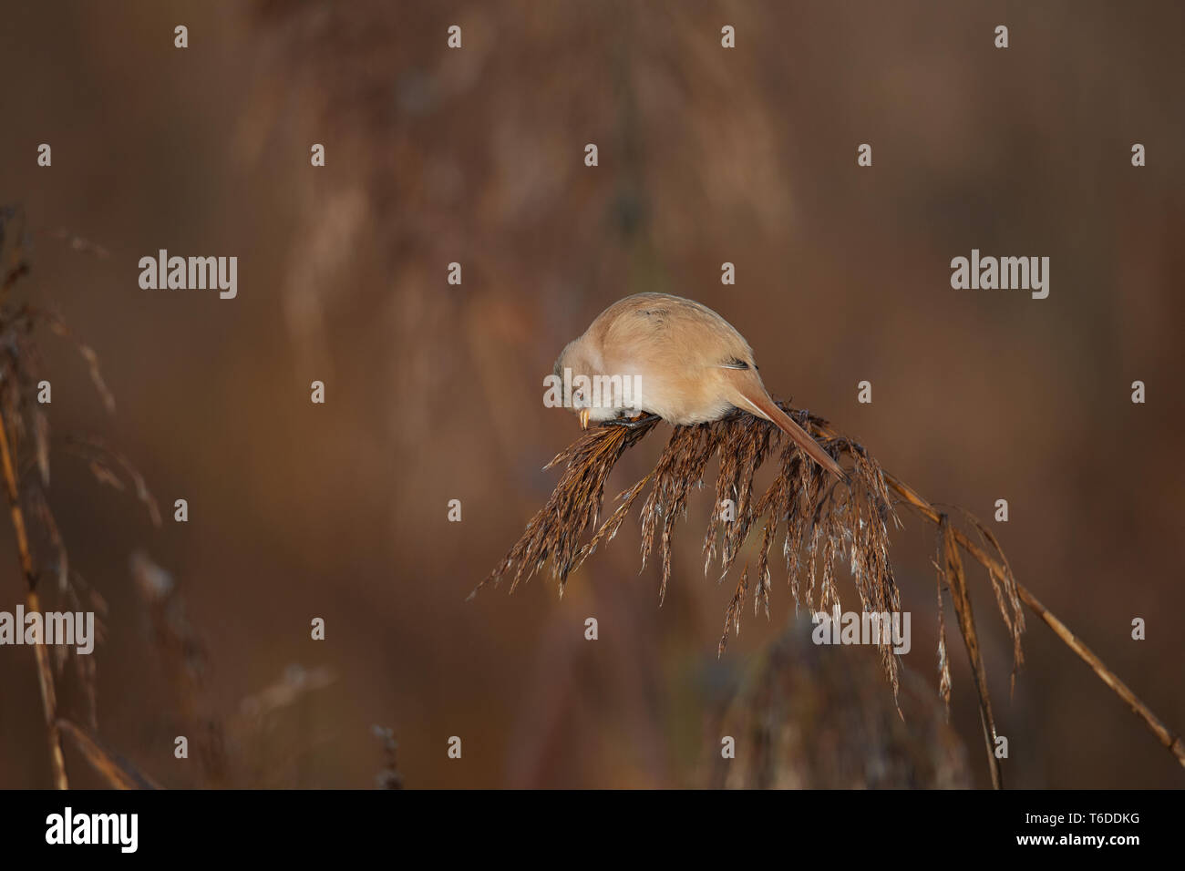 Bearded Reedling, Panurus biarmicus Stock Photo - Alamy