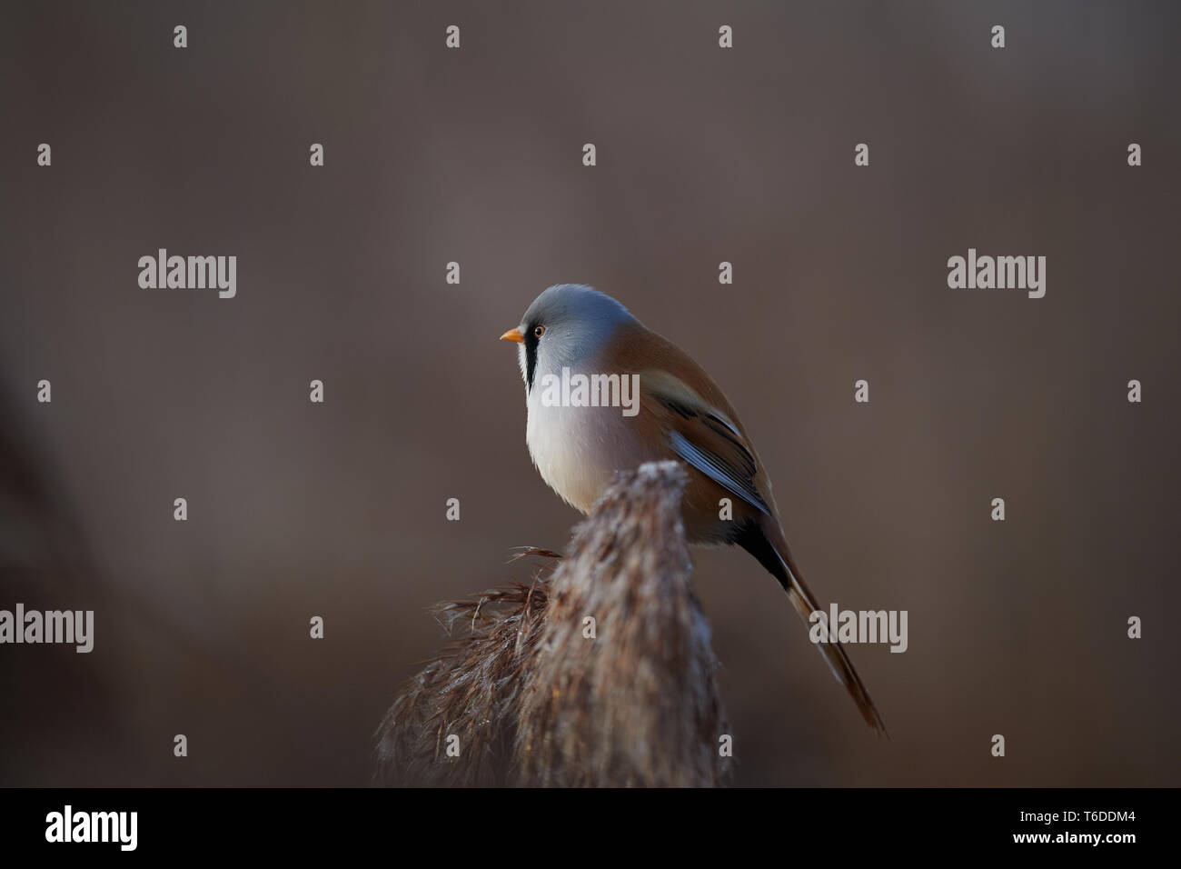 Bearded Reedling, Panurus biarmicus Stock Photo - Alamy