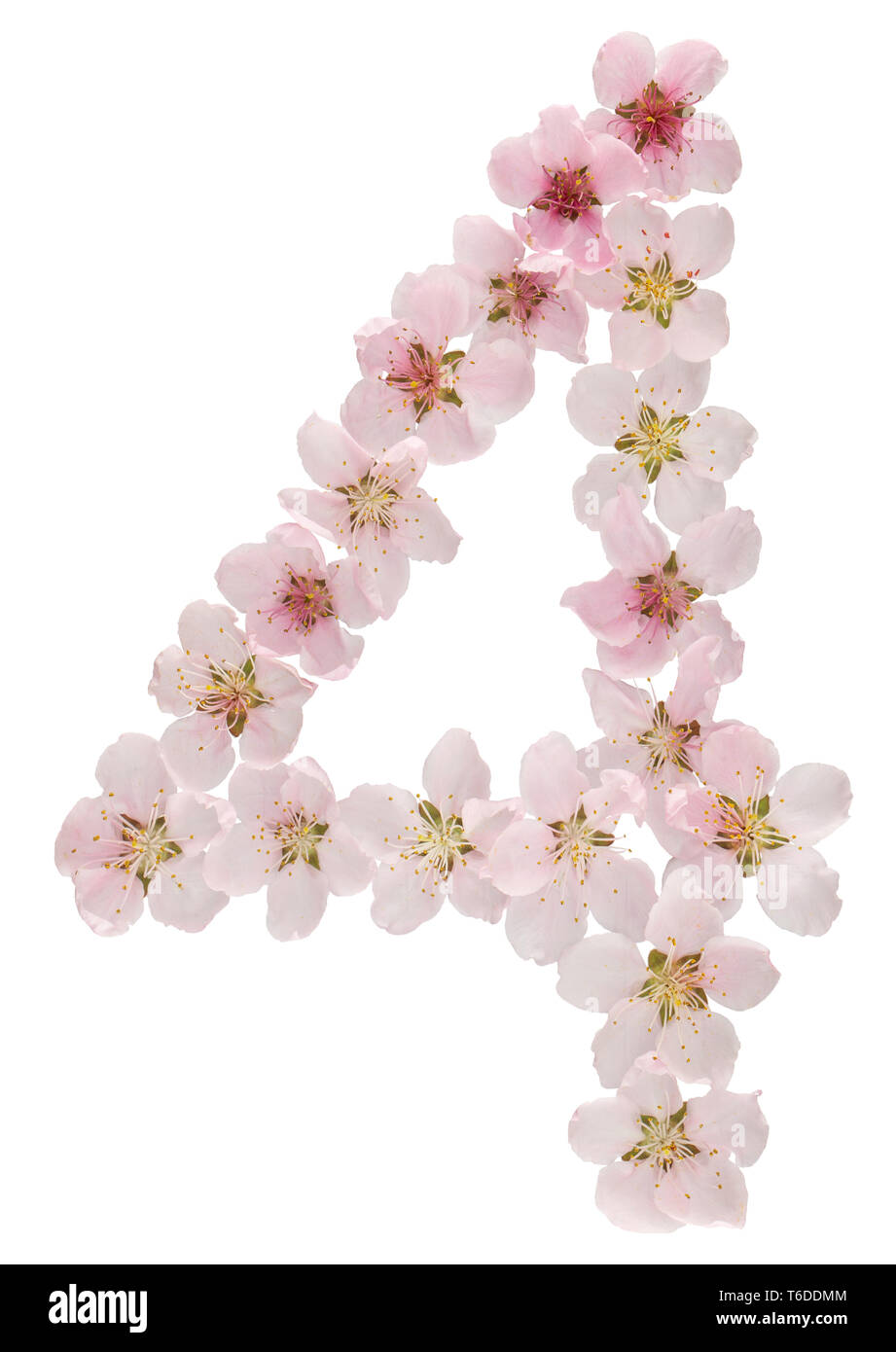 Numeral 4, four, from natural pink flowers of peach tree, isolated on ...