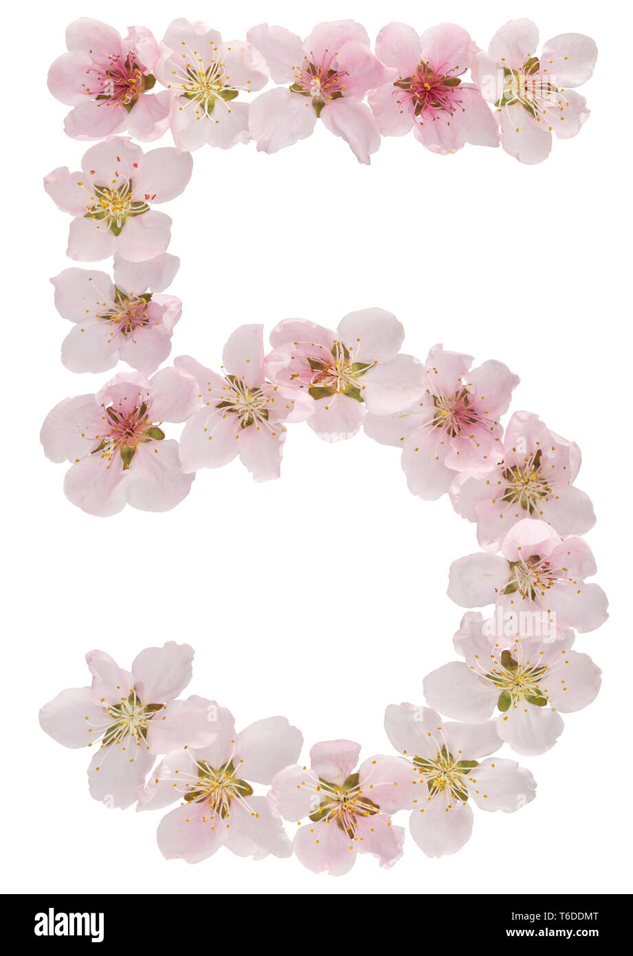 Numeral 5, five, from natural pink flowers of peach tree, isolated on ...