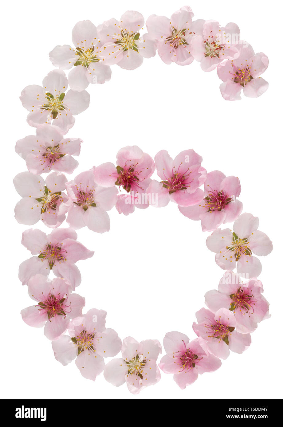 Numeral 6, six, from natural pink flowers of peach tree, isolated on ...