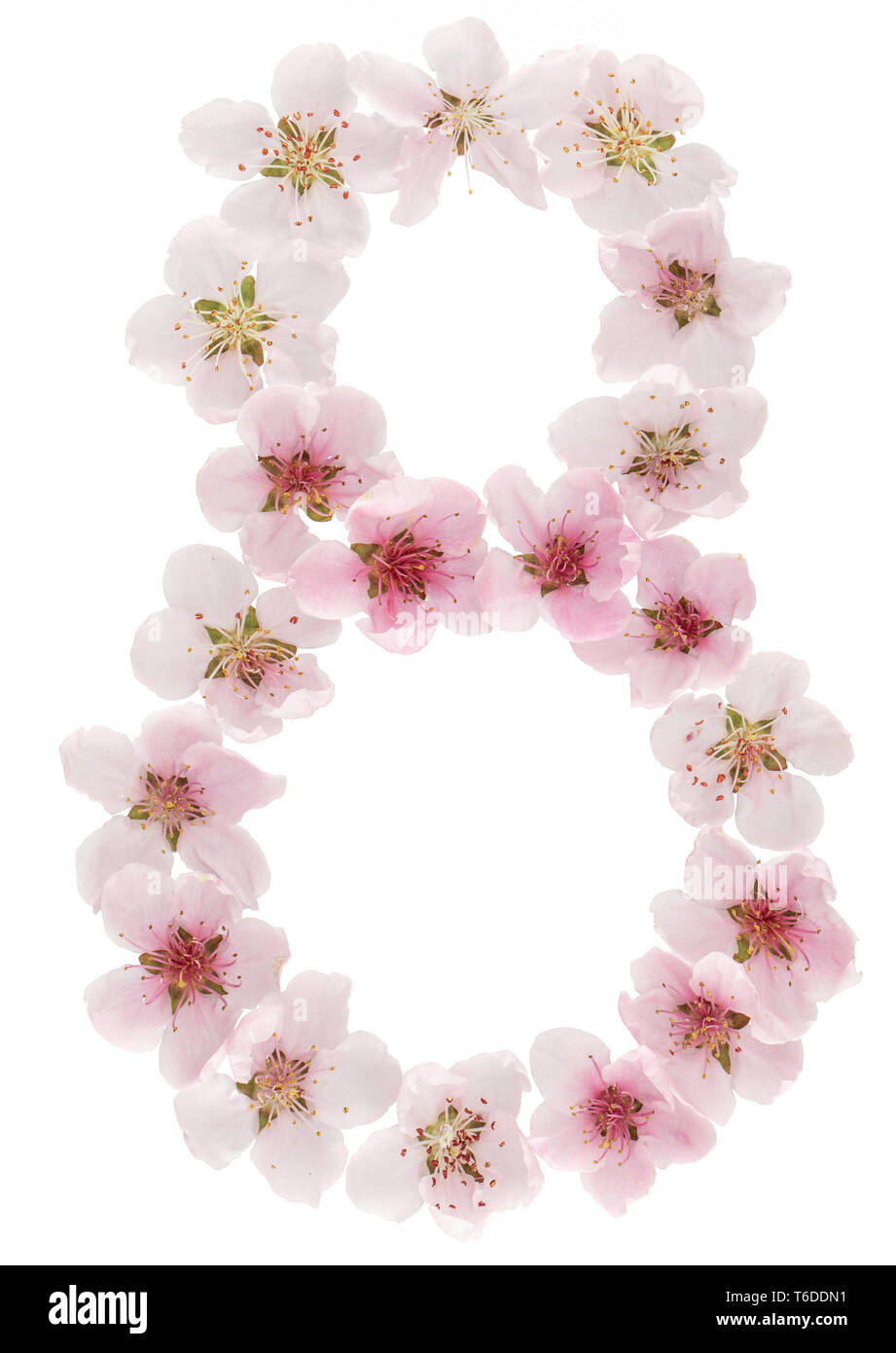 Numeral 8, eight, from natural pink flowers of peach tree, isolated on ...
