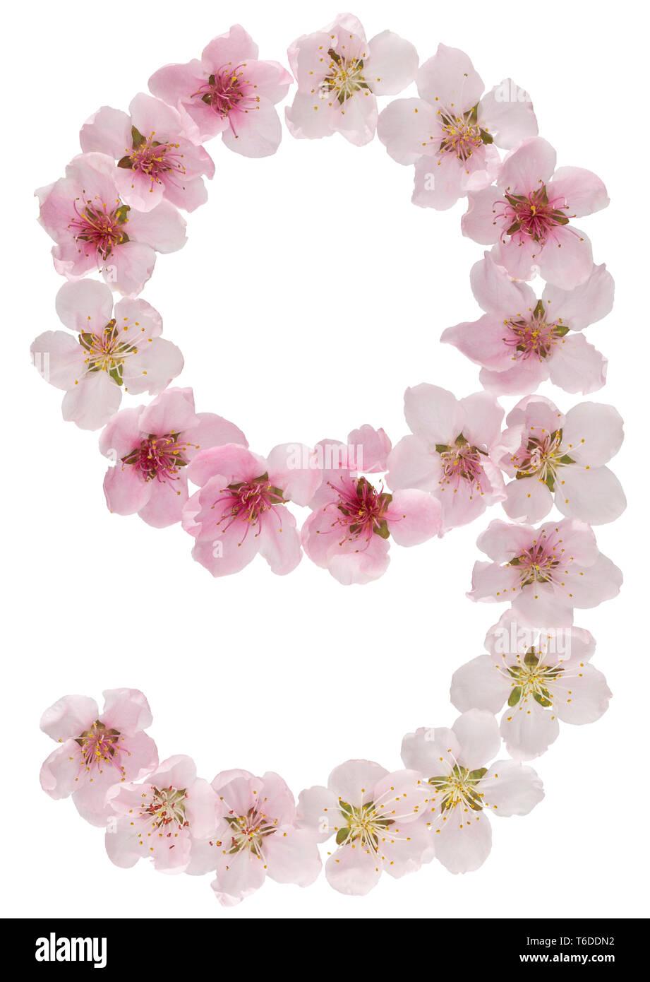 Numeral 9, nine, from natural pink flowers of peach tree, isolated on ...