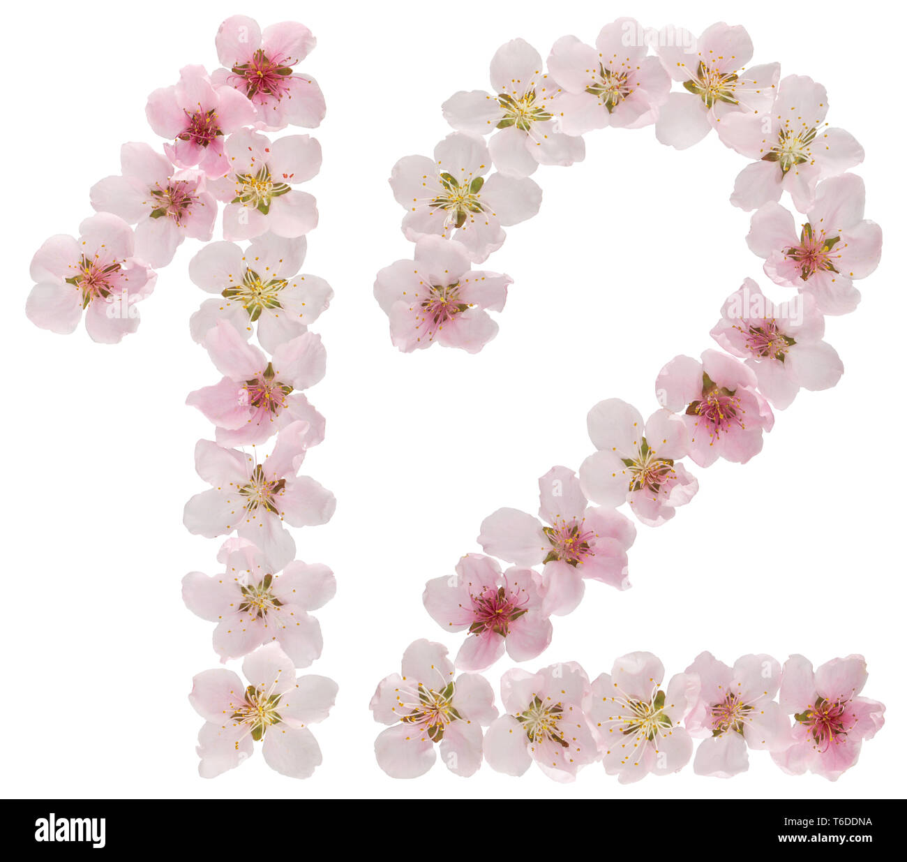Numeral 12, twelve, from natural pink flowers of peach tree, isolated ...