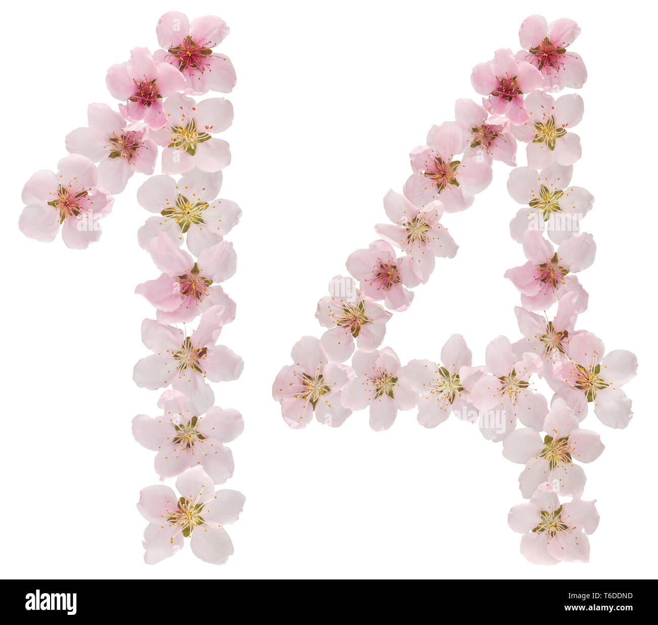 Numeral 14, fourteen, from natural pink flowers of peach tree, isolated ...
