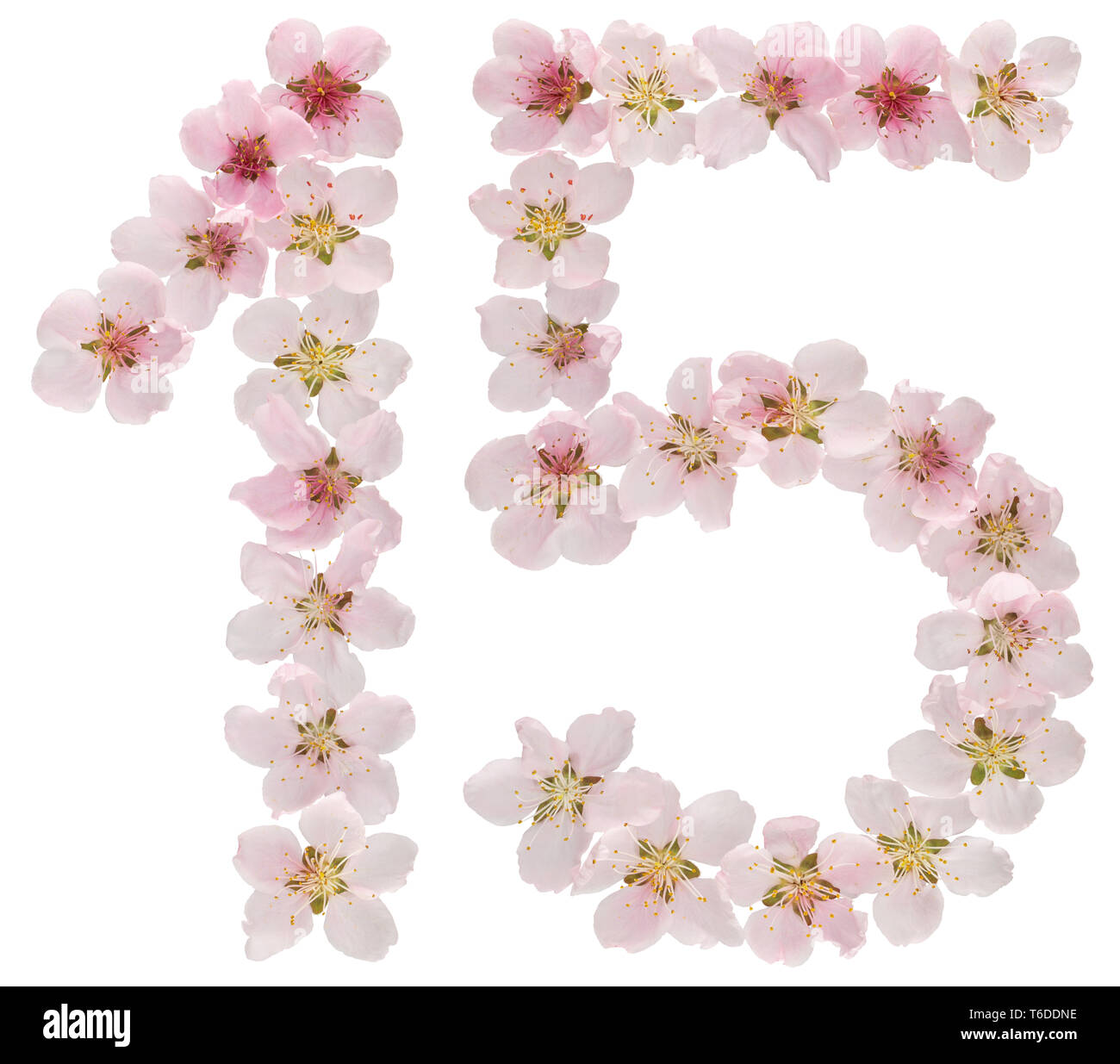 Numeral 15, fifteen, from natural pink flowers of peach tree, isolated ...