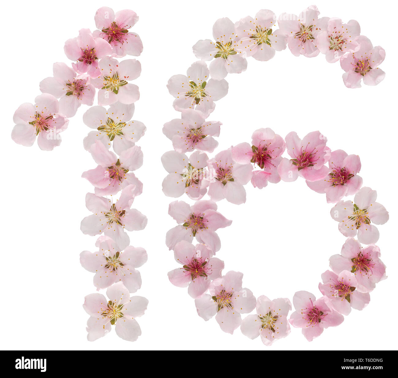 Numeral 16, sixteen, from natural pink flowers of peach tree, isolated ...