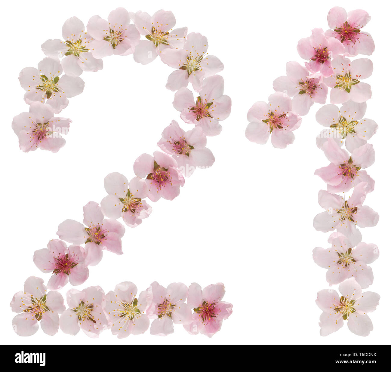 Numeral 21, twenty one, from natural pink flowers of peach tree ...