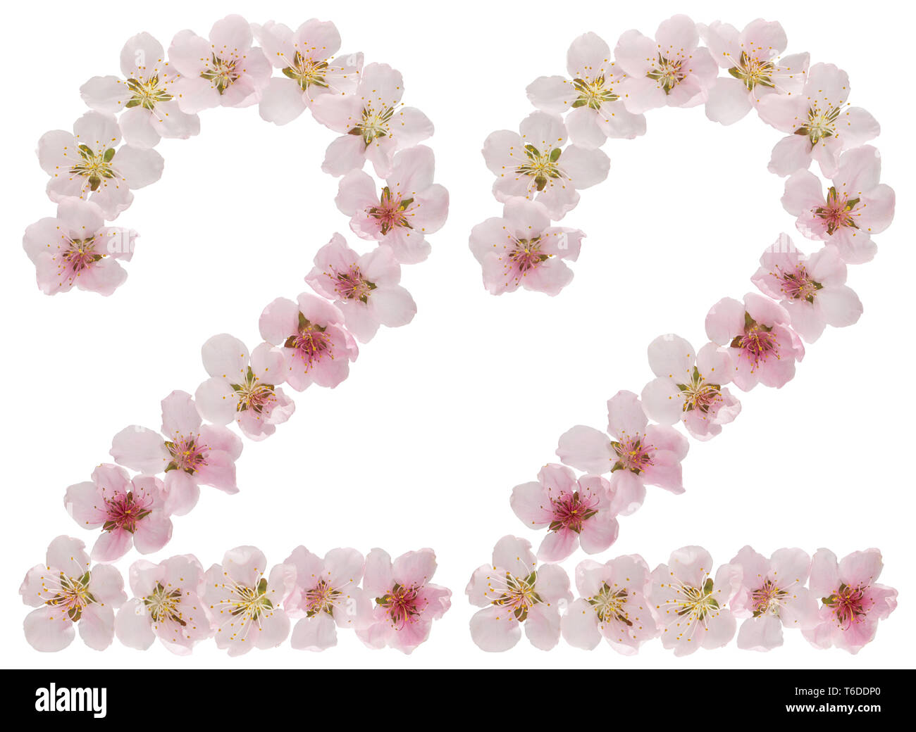 Numeral 22, twenty two, from natural pink flowers of peach tree ...