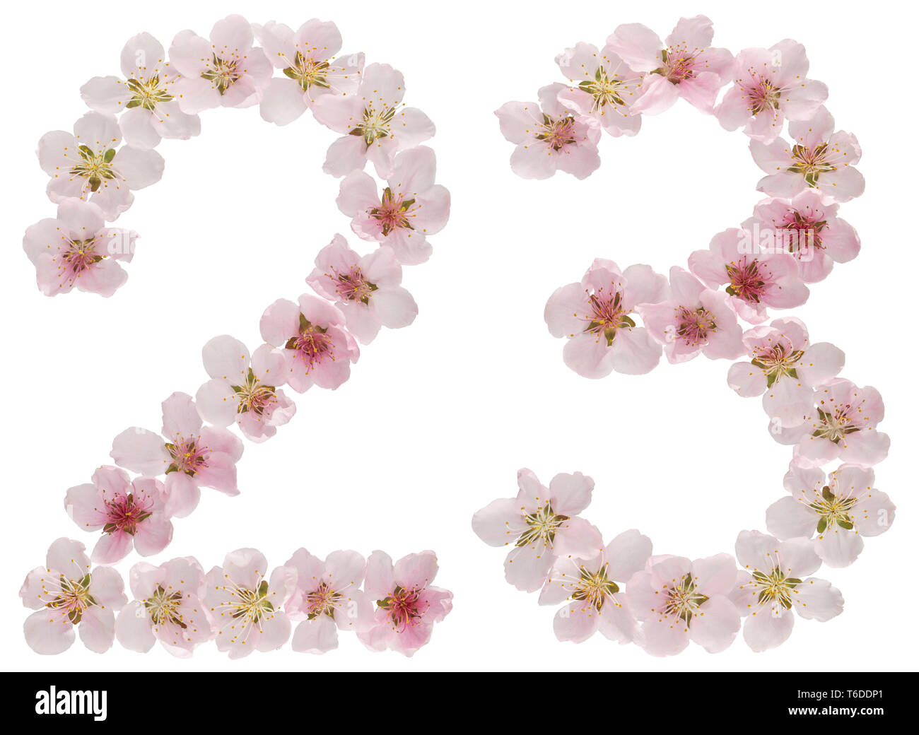 Numeral 23, twenty three, from natural pink flowers of peach tree ...