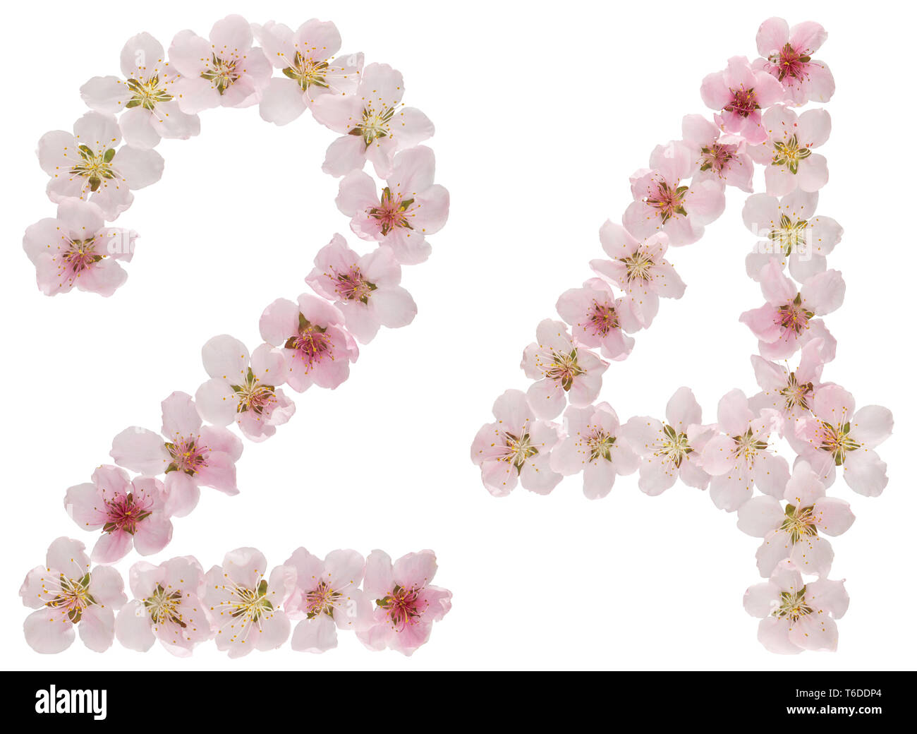 Numeral 24, twenty four, from natural pink flowers of peach tree ...