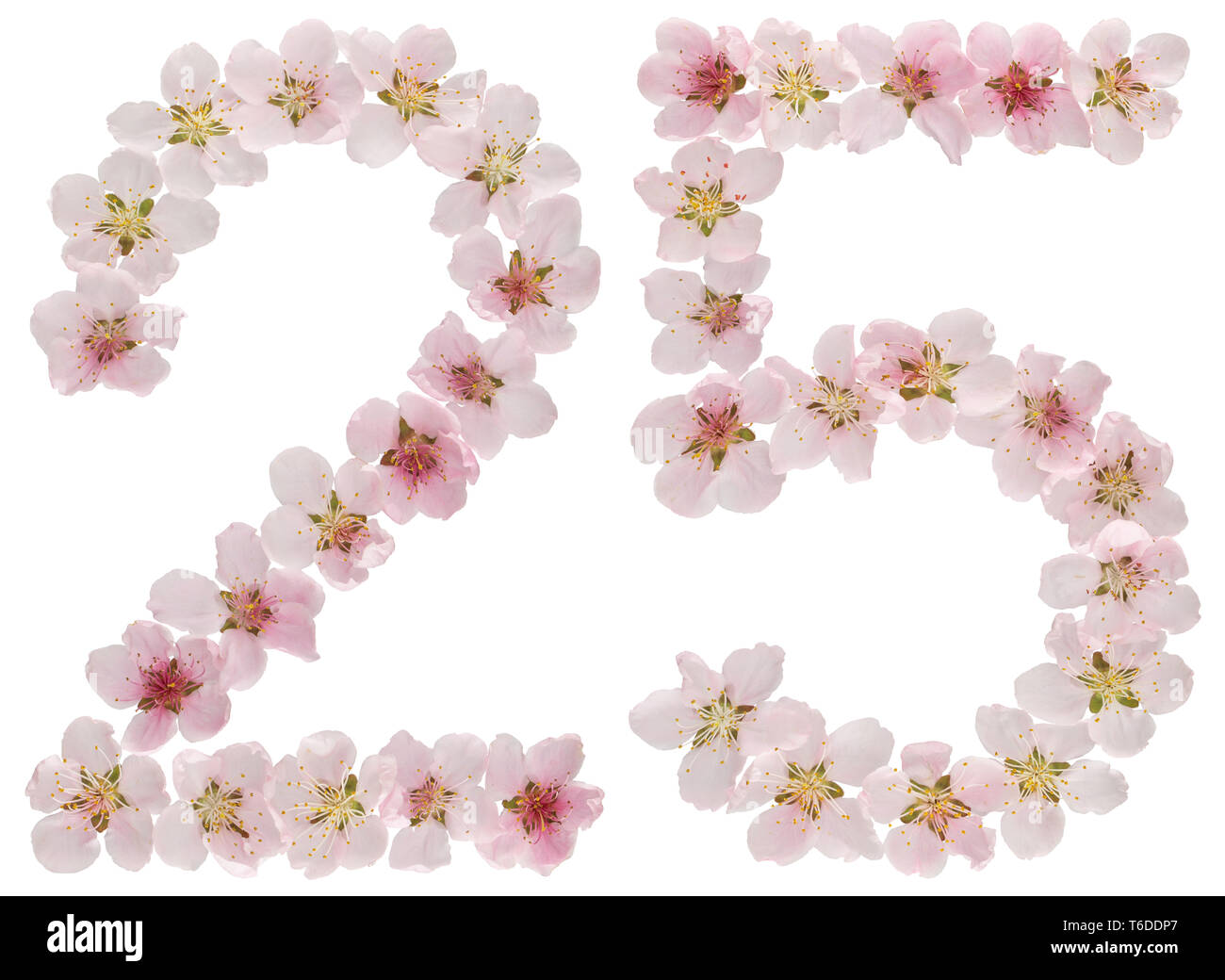 Numeral 25, twenty five, from natural pink flowers of peach tree ...