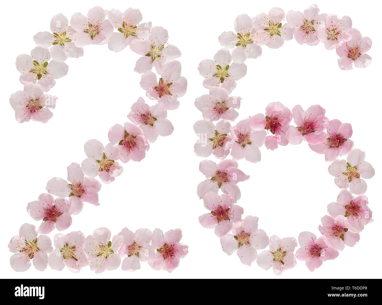 Numeral 26, twenty six, from natural pink flowers of peach tree ...