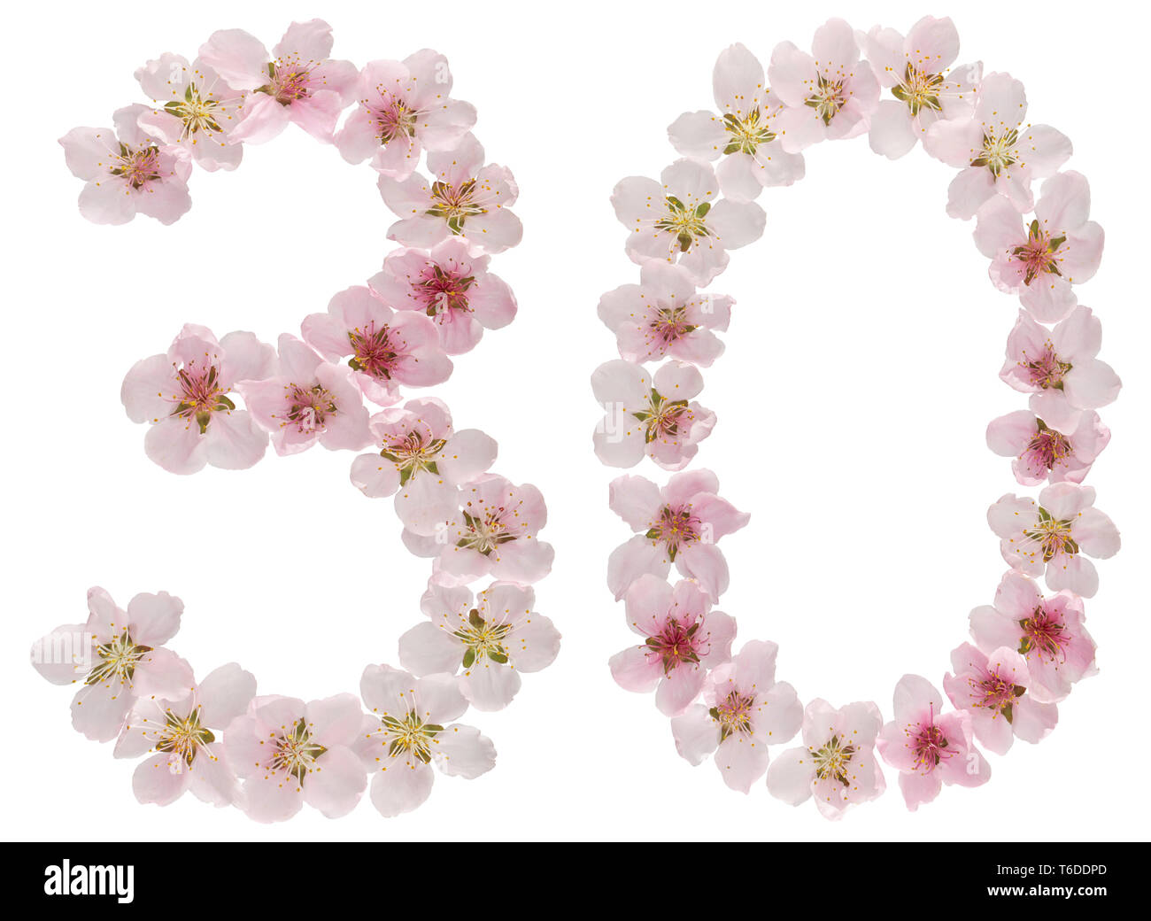 Numeral 30, thirty, from natural pink flowers of peach tree, isolated ...