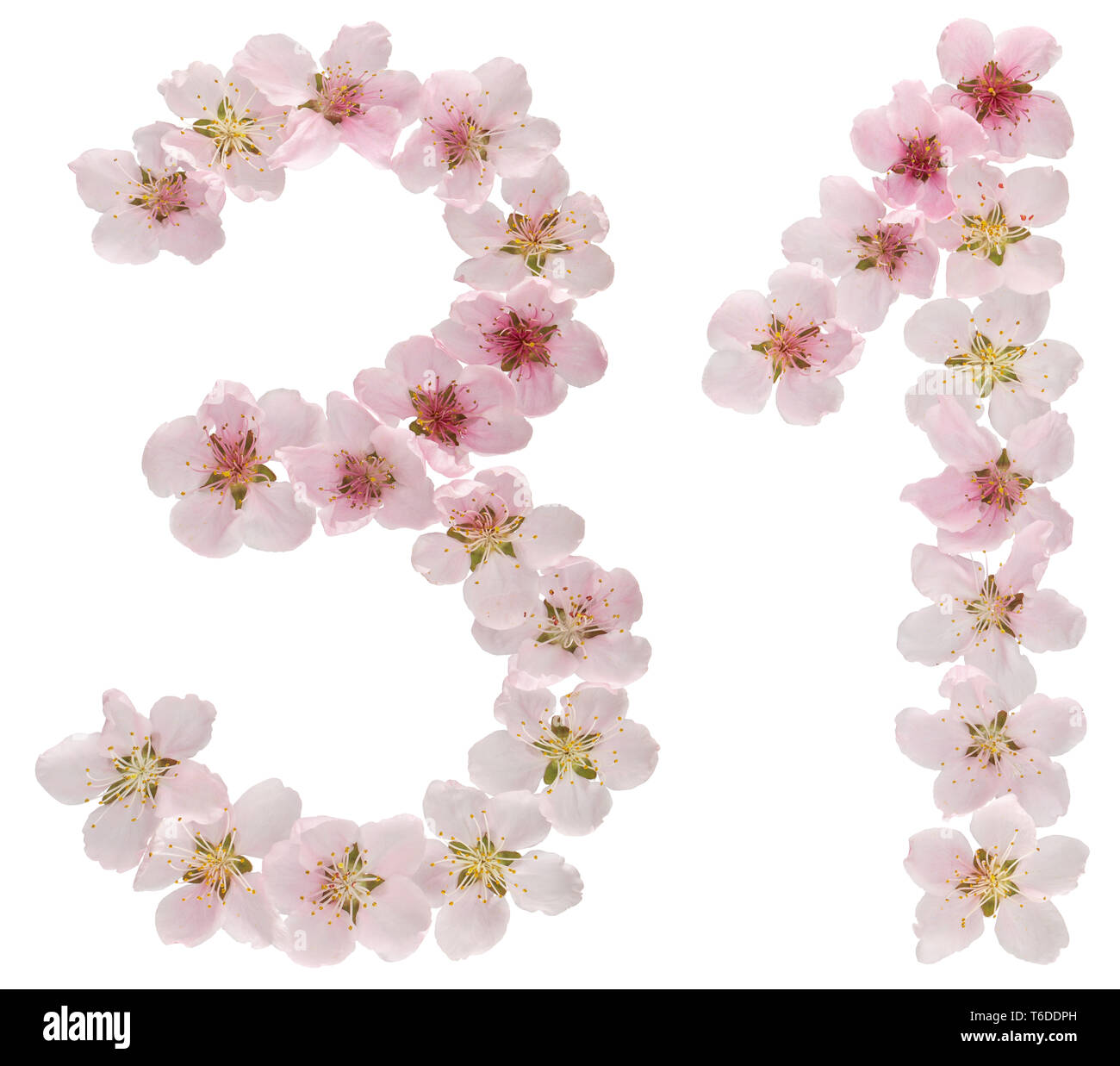 Numeral 31, thirty one, from natural pink flowers of peach tree ...