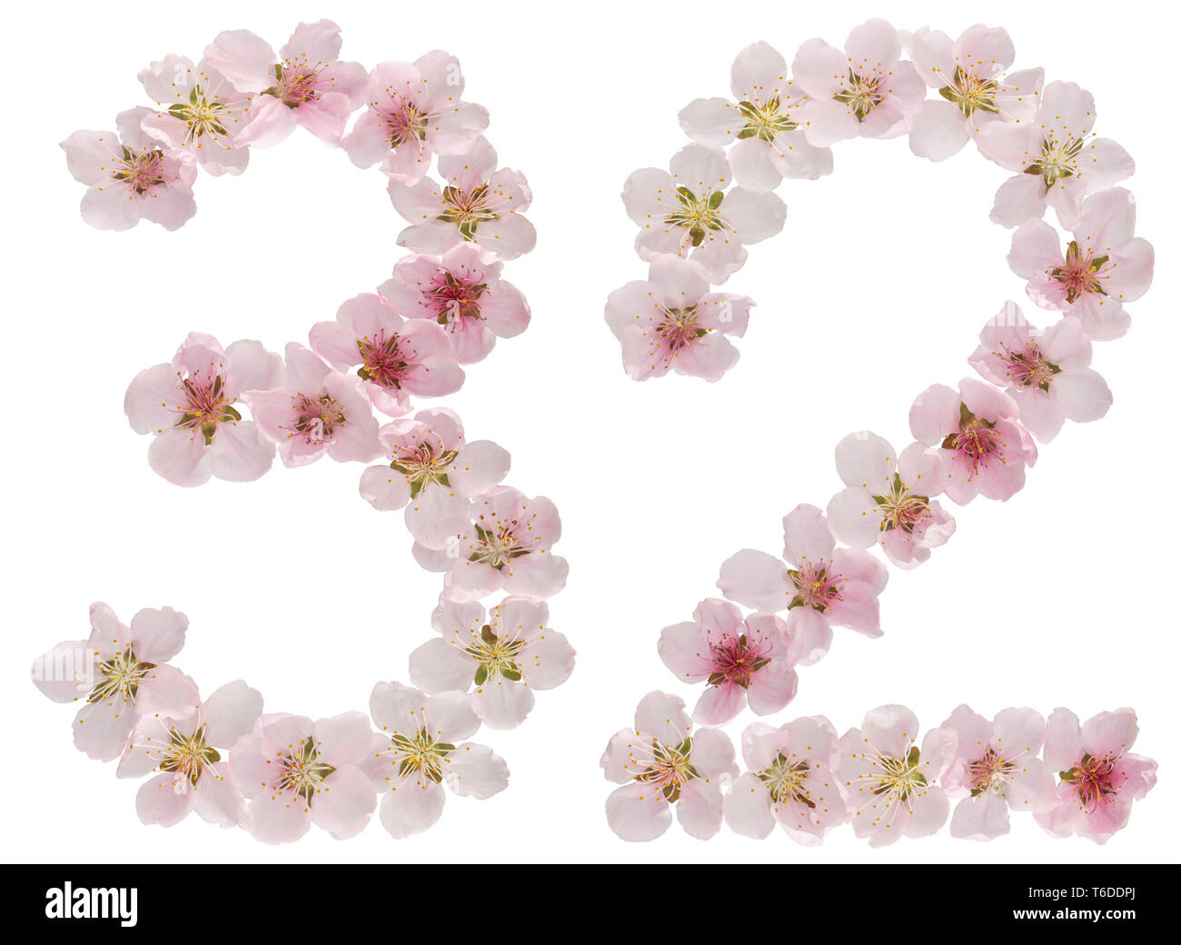 Numeral 32, thirty two, from natural pink flowers of peach tree ...