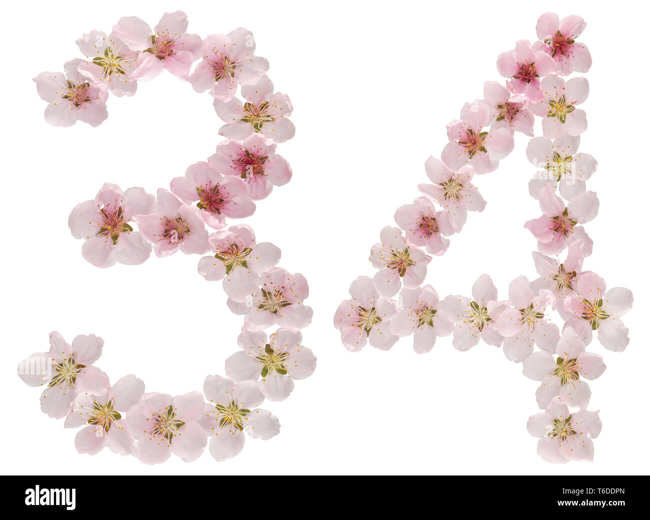 Numeral 34, thirty four, from natural pink flowers of peach tree ...