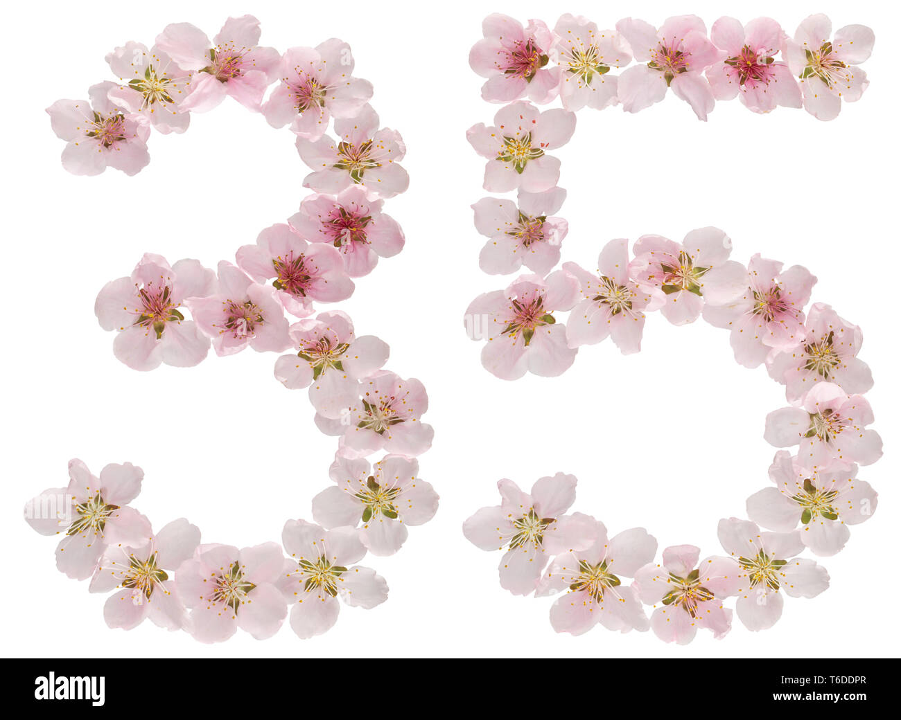 Numeral 35, thirty five, from natural pink flowers of peach tree ...