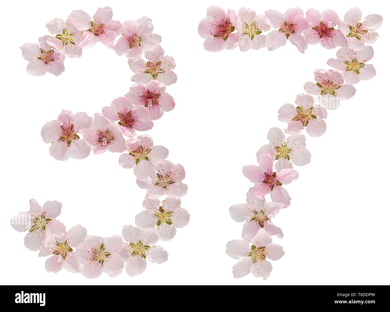 Numeral 37, thirty seven, from natural pink flowers of peach tree ...
