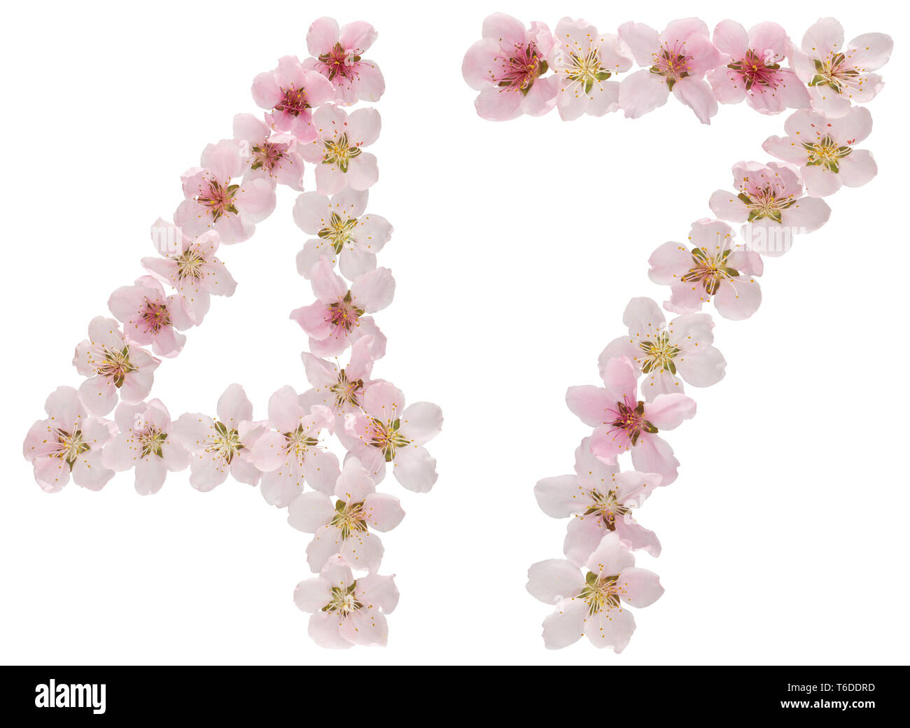 Numeral 47, forty seven, from natural pink flowers of peach tree ...