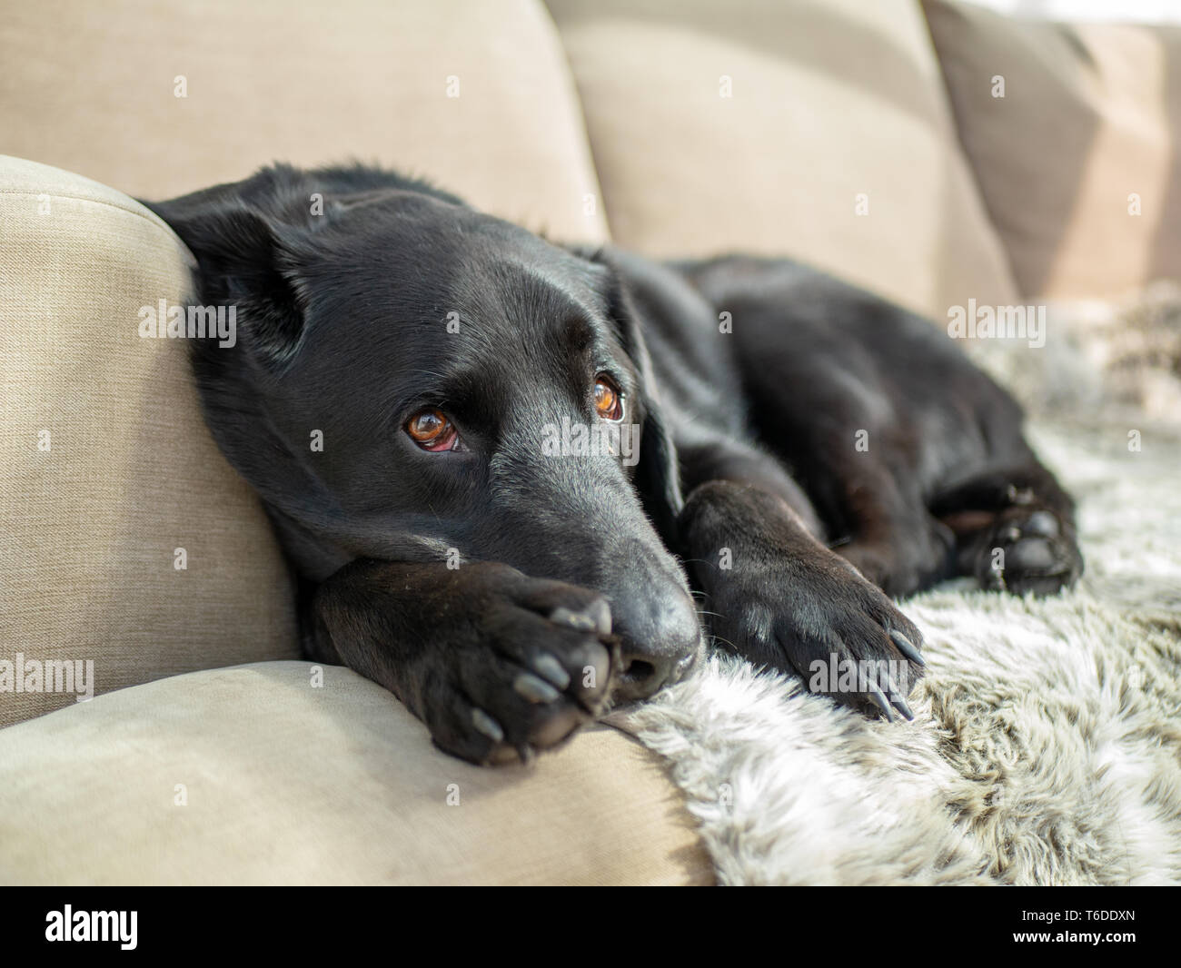 Dog laying in sun hi-res stock photography and images - Alamy