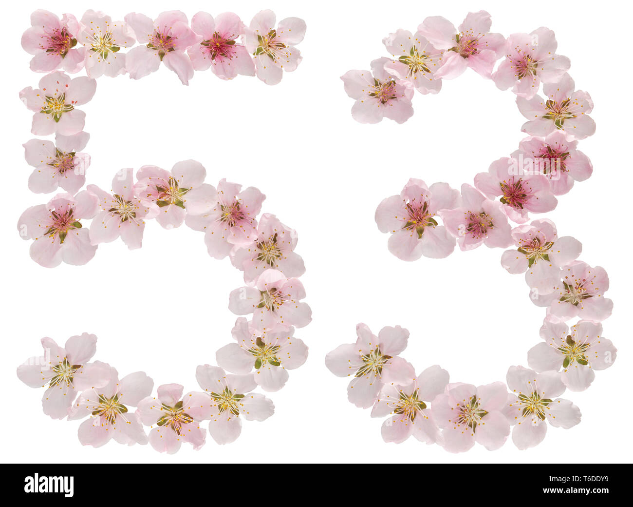 Numeral 53, fifty three, from natural pink flowers of peach tree ...