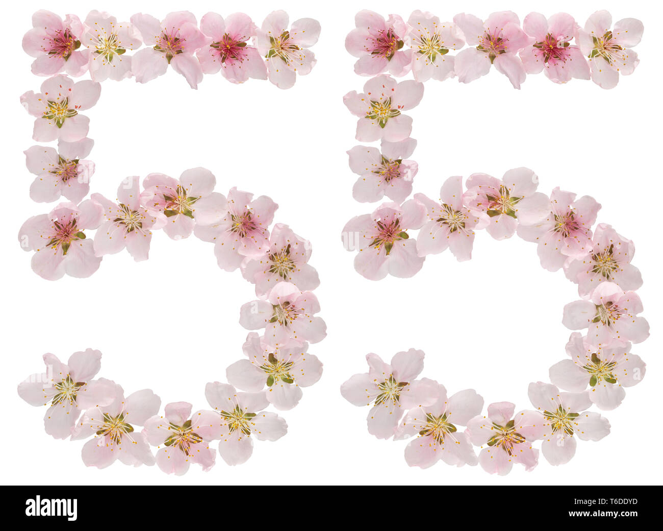 Numeral 55, fifty five, from natural pink flowers of peach tree ...