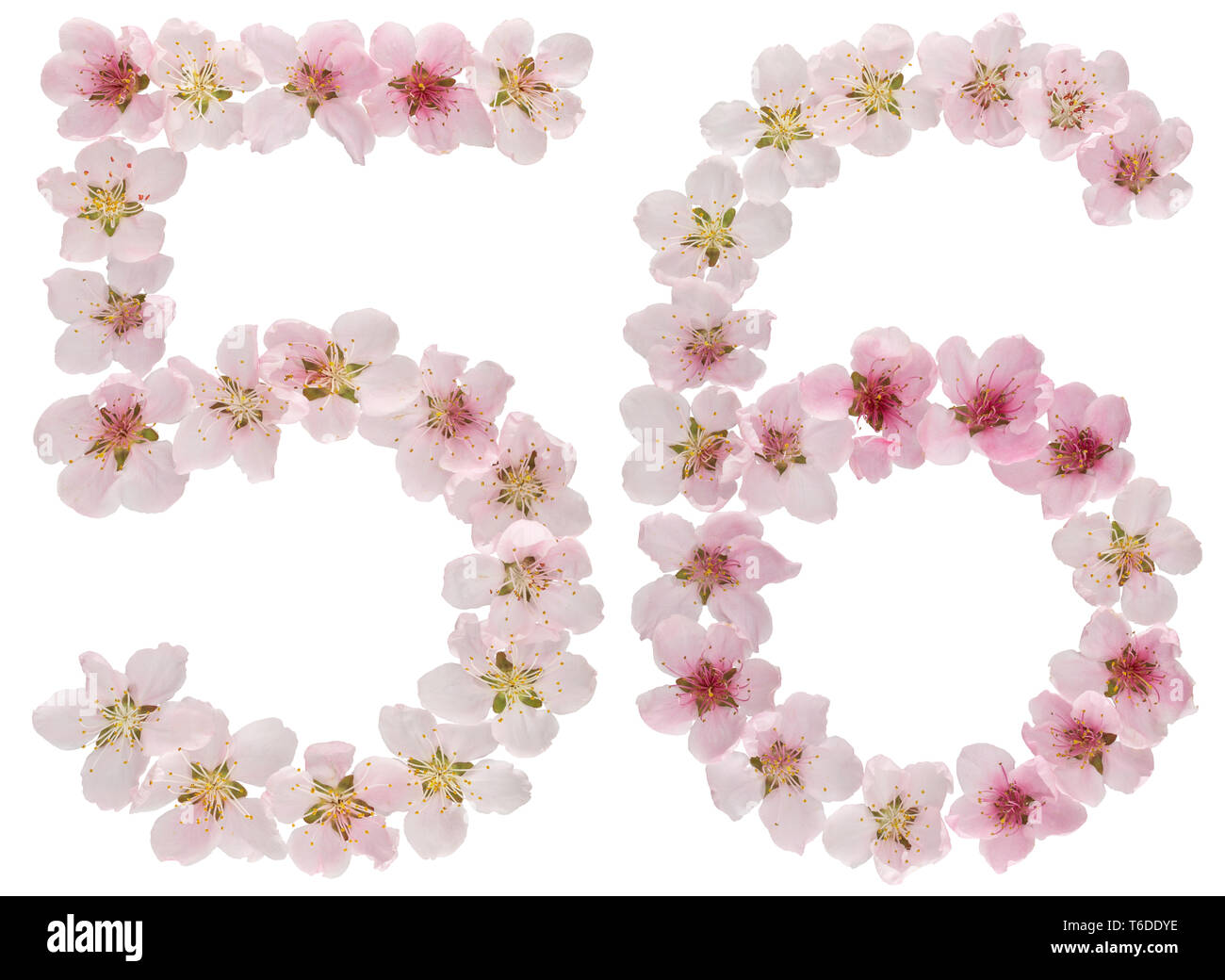 Numeral 56, fifty six, from natural pink flowers of peach tree ...